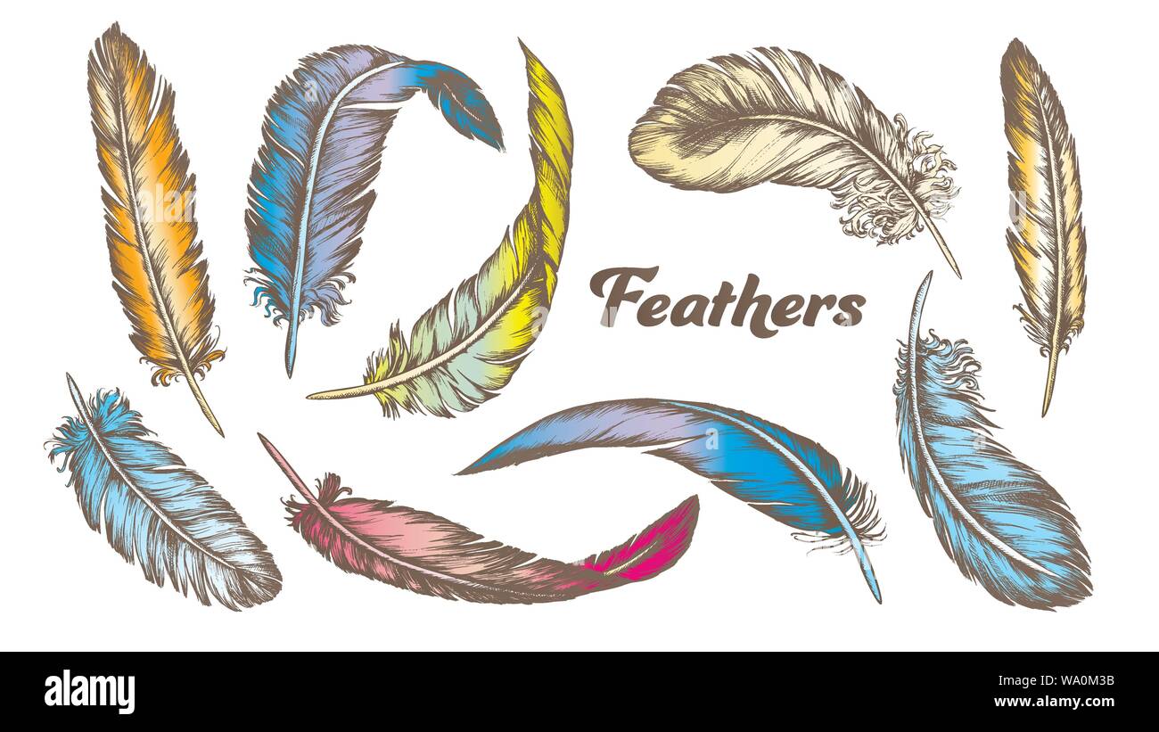 Color Different Feathers Set Ink Vector Stock Vector Image & Art - Alamy