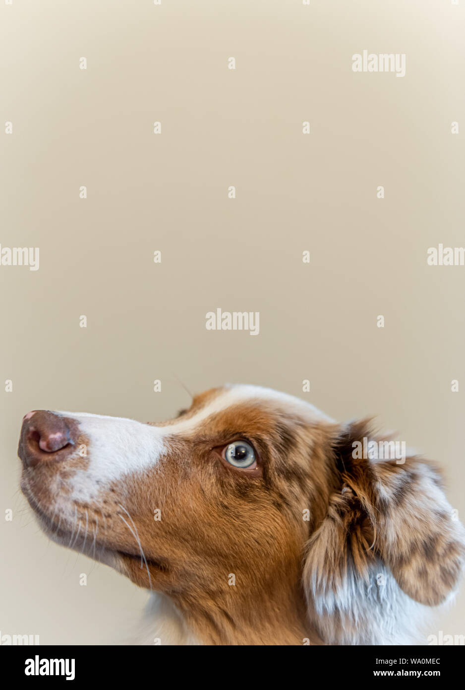 red merle Australian shepherd puppy Stock Photo - Alamy
