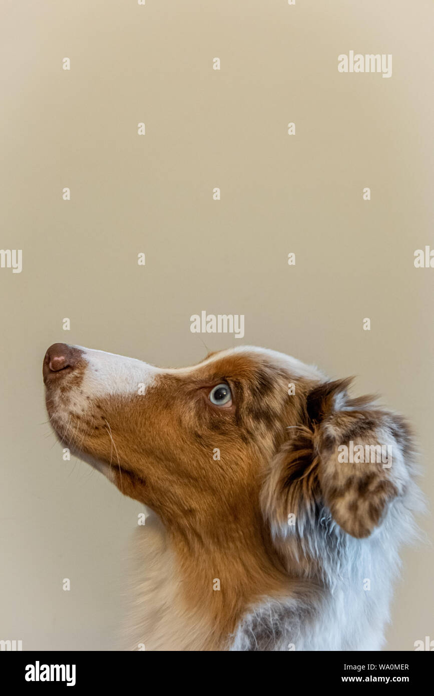 red merle Australian shepherd puppy Stock Photo - Alamy