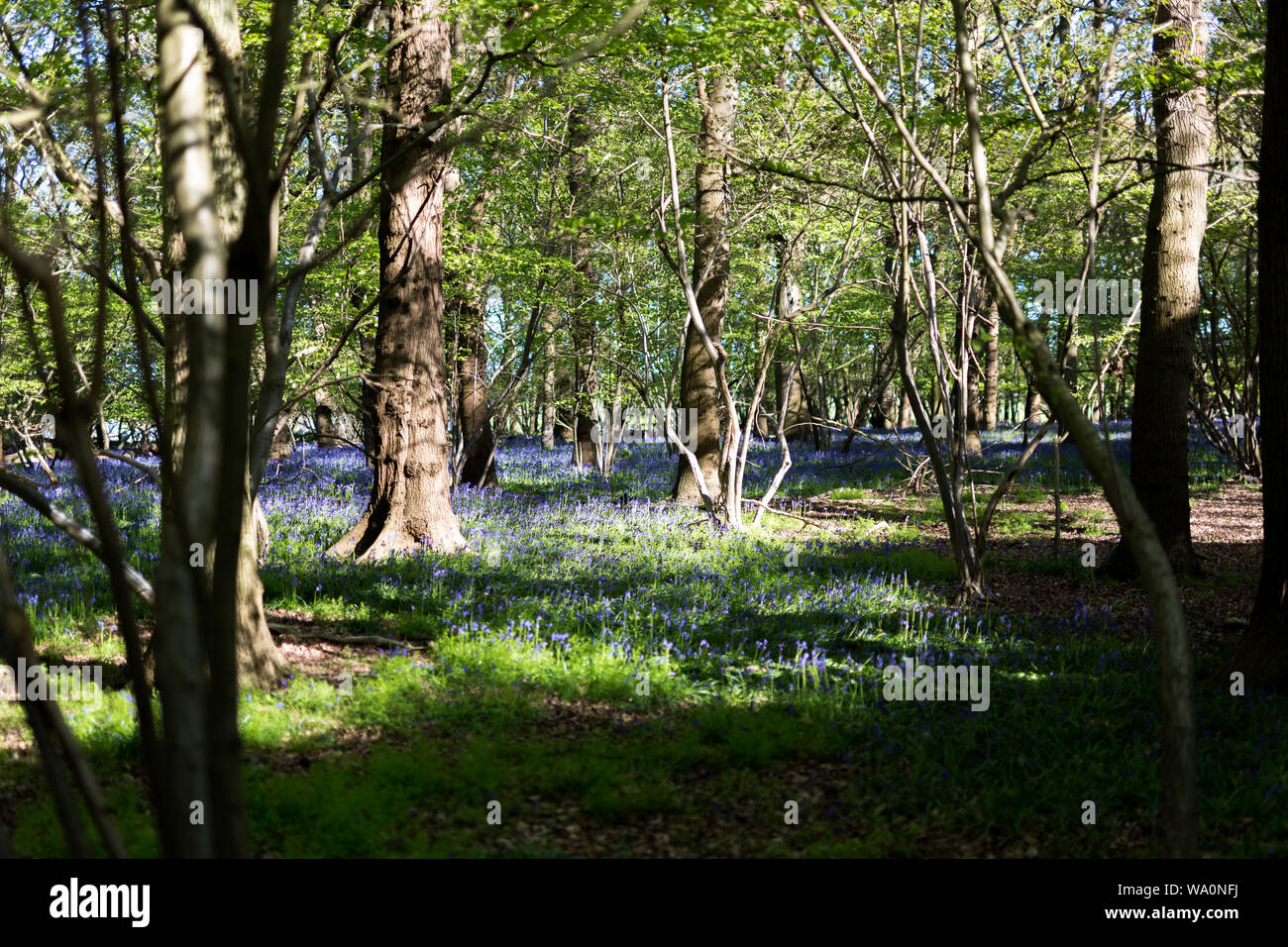 A traditional blue bell wood located in a wild forest deep in the ...