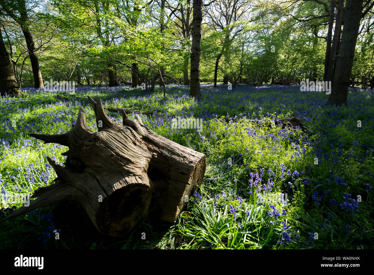 A traditional blue bell wood located in a wild forest deep in the ...
