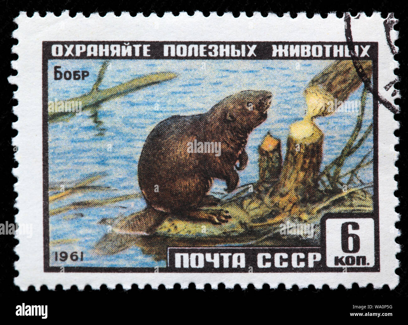 Eurasian Beaver, Castor fiber, postage stamp, Russia, USSR, 1961 Stock ...