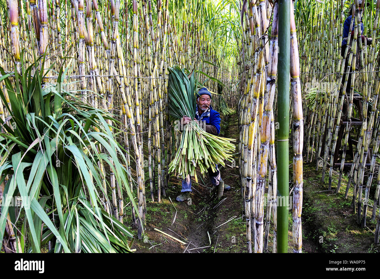 Sugar cane farmers Stock Photo - Alamy