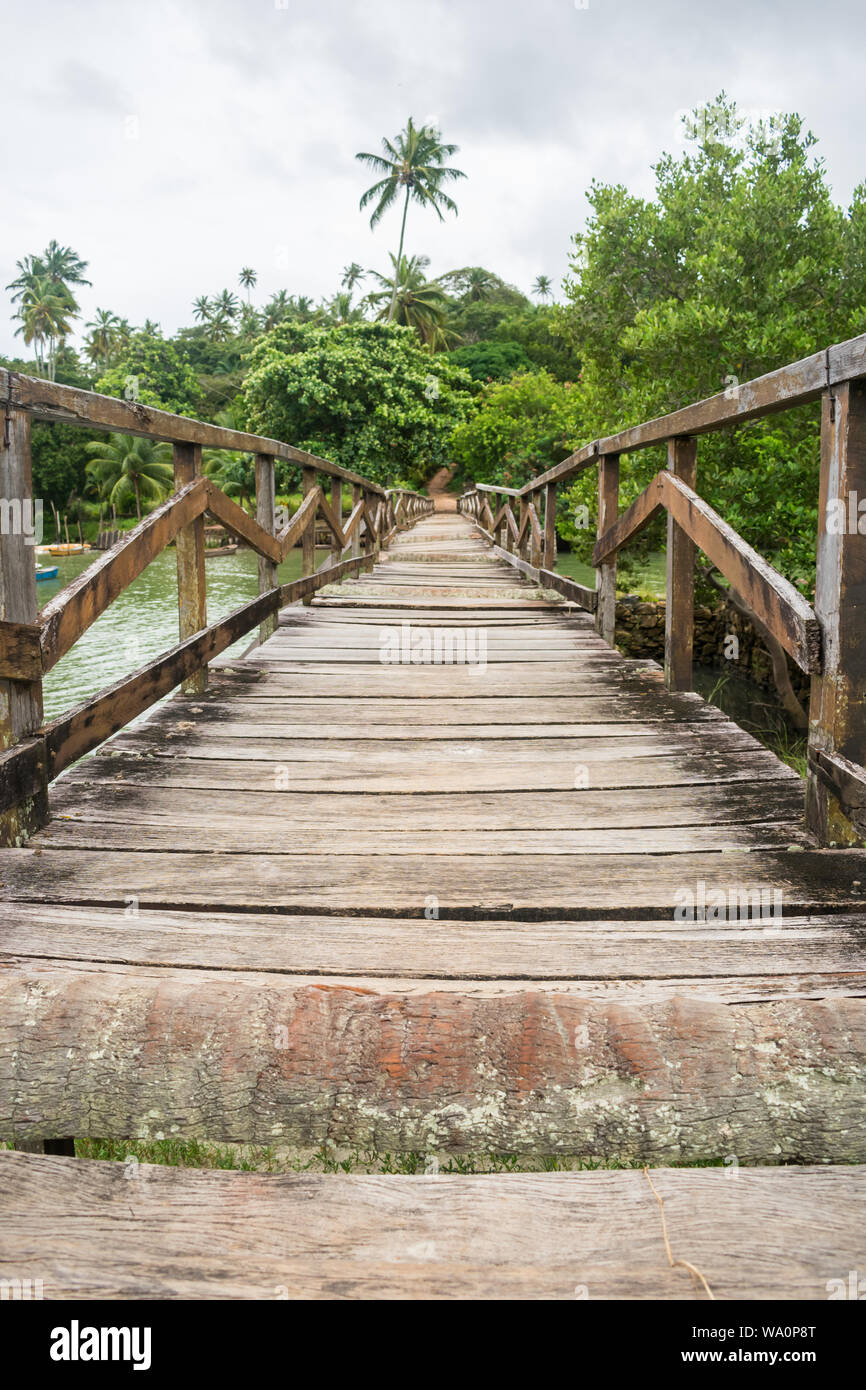 Coconut tree trunks hi-res stock photography and images - Alamy
