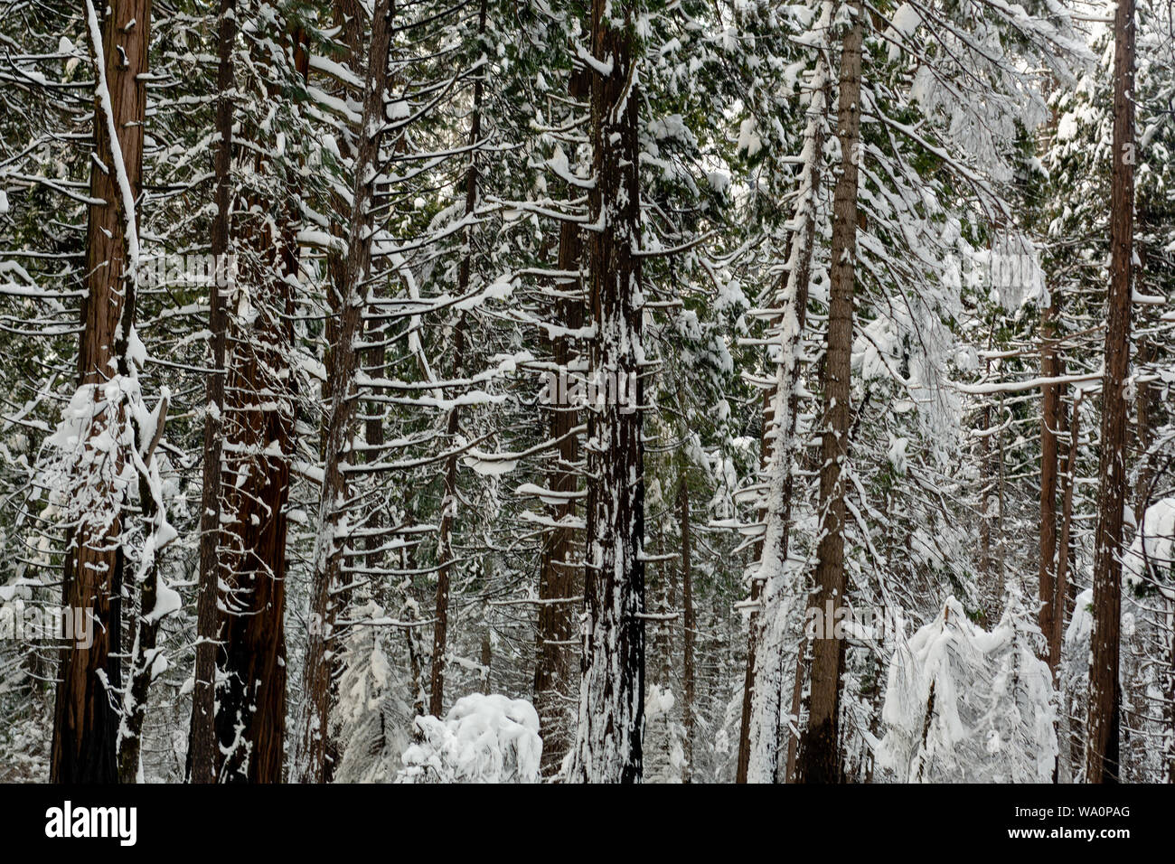Close-up on snow-covered coniferous trees in Yosemite National Park ...
