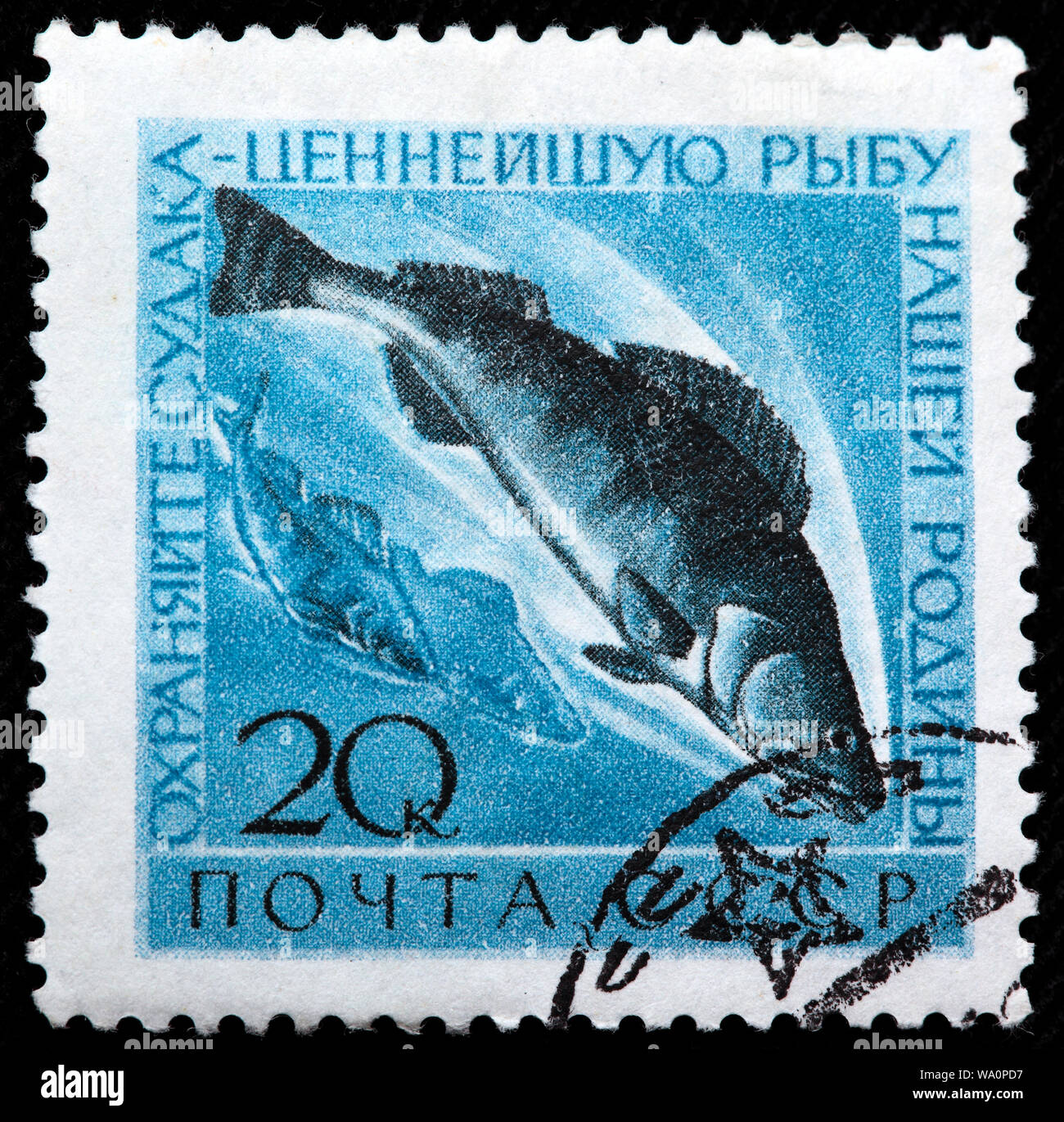 Russian perch hi-res stock photography and images - Alamy