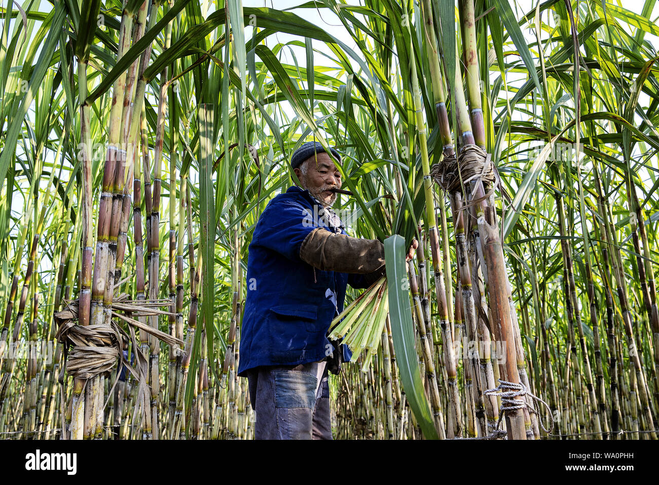 Sugar cane farmers Stock Photo - Alamy