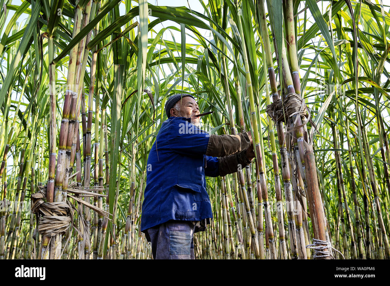 Sugar cane farmers Stock Photo - Alamy