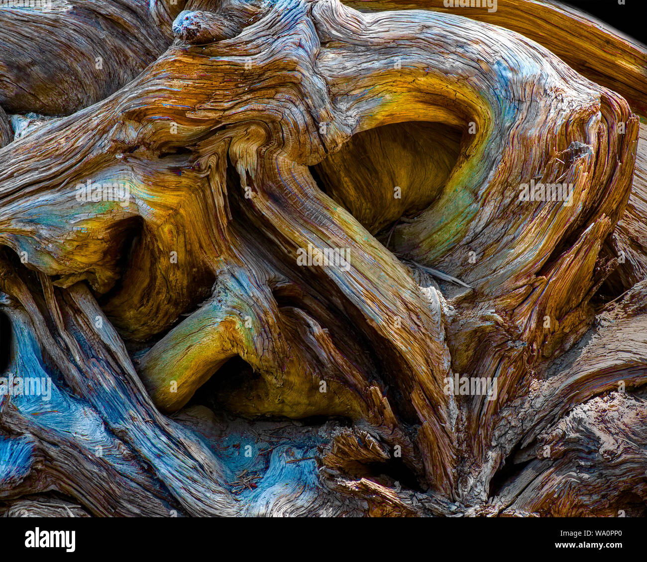 The root of a dead tree displaying the colors yellow, blue and brown ...