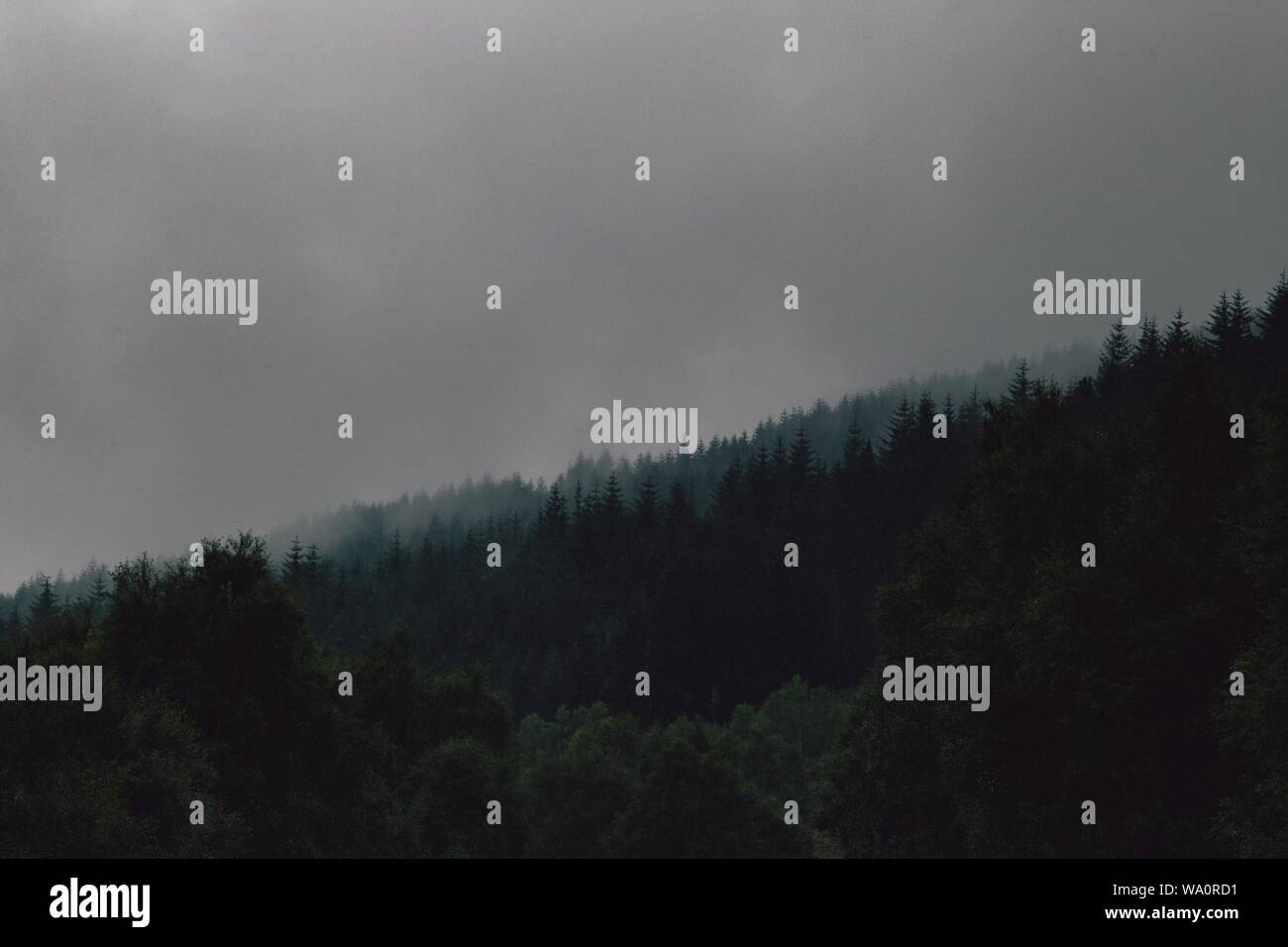 Gray mountain spruce silhouette hi-res stock photography and images - Alamy