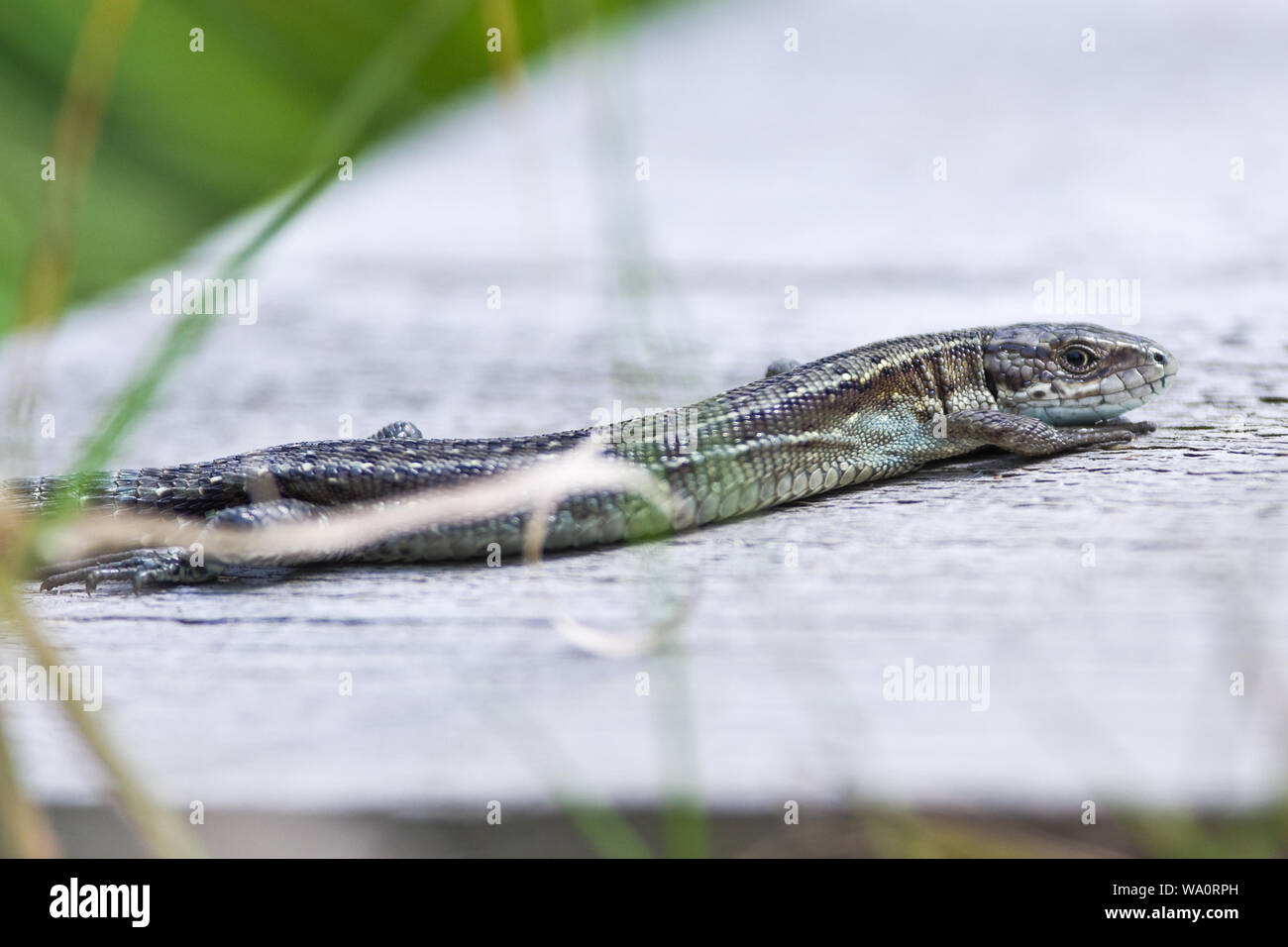 Common lizard basking on the wooden boardwalk at Thursley Common ...