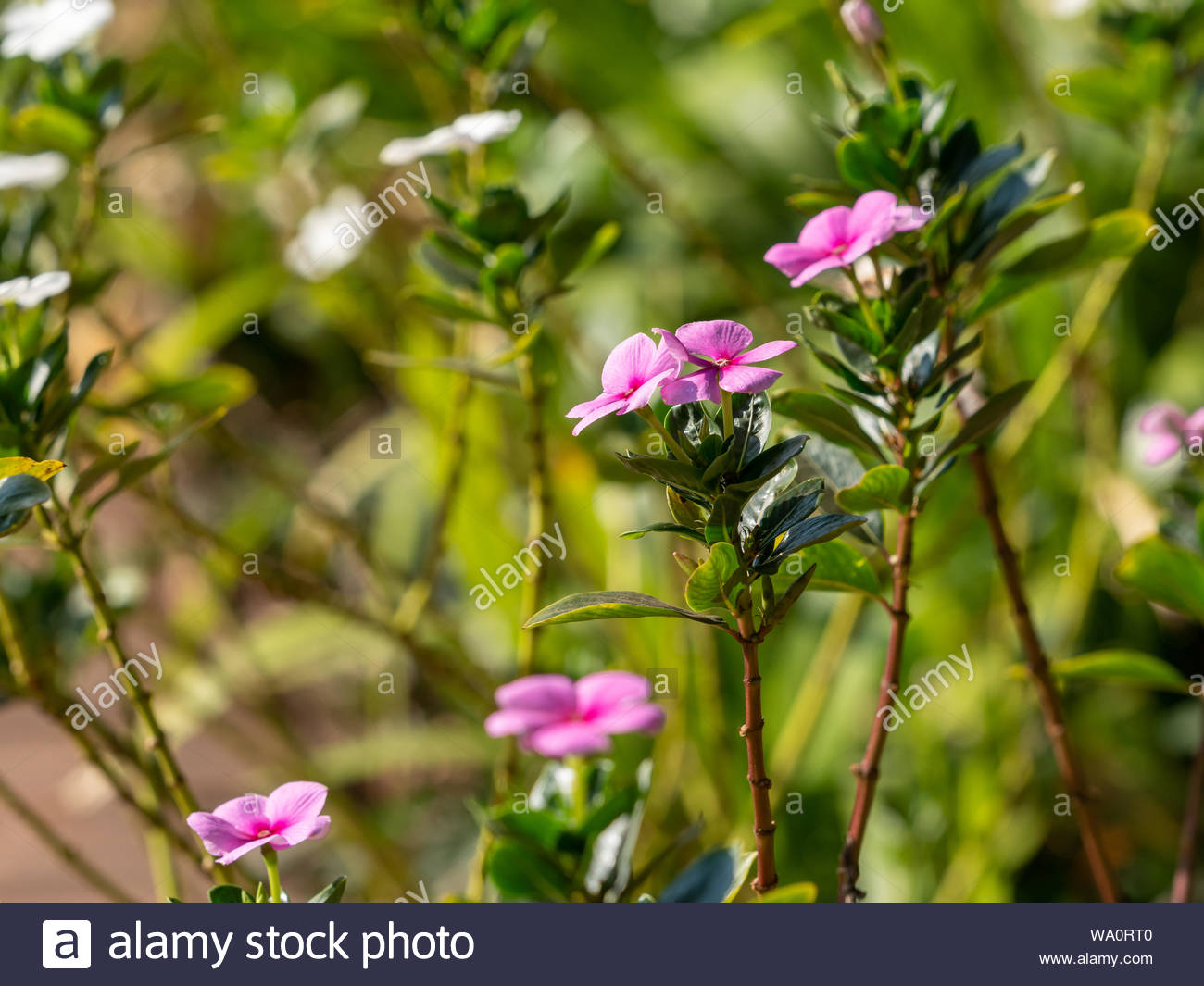 Periwinkle Color High Resolution Stock Photography and Images - Alamy