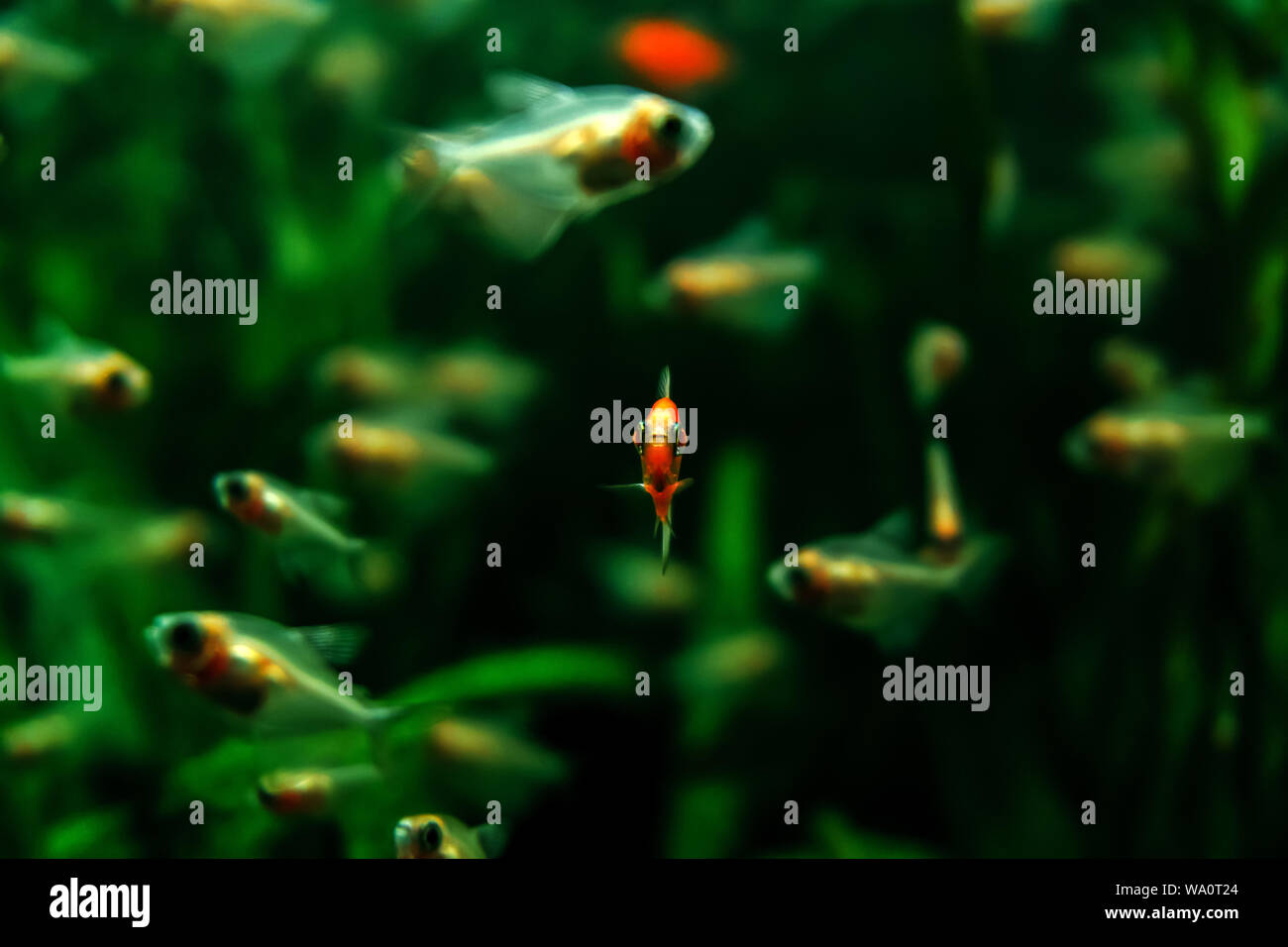 background with blurred aquarium fishes, one fish in the center is in ...