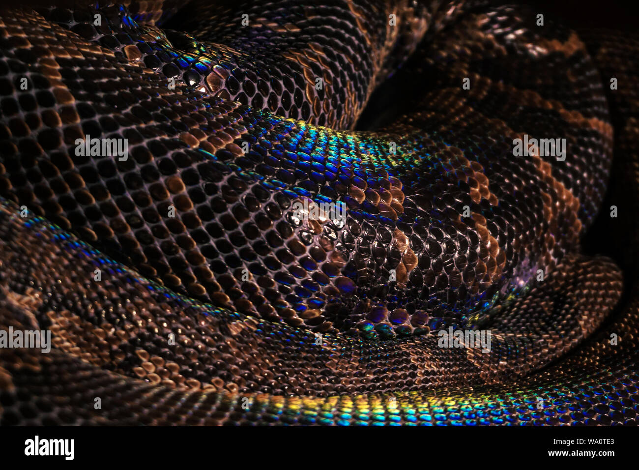 Rainbow python hi-res stock photography and images - Alamy