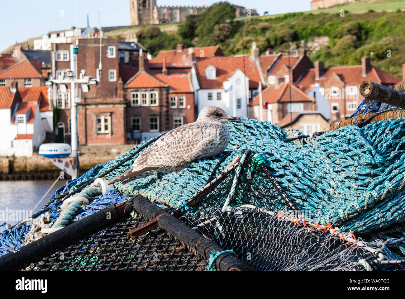 Whitby regatta hi-res stock photography and images - Alamy
