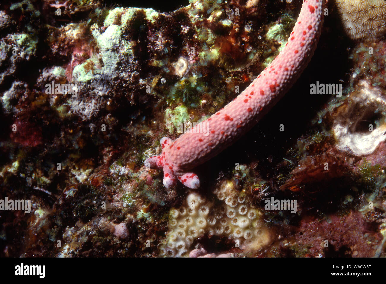 Starfish regenerating body from a single arm. Linckia multiflora Stock ...