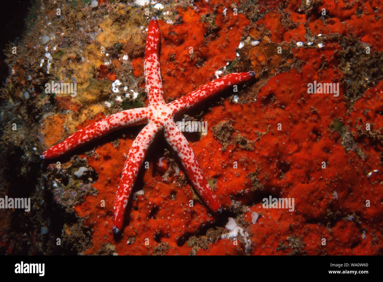 Linckia hi-res stock photography and images - Alamy