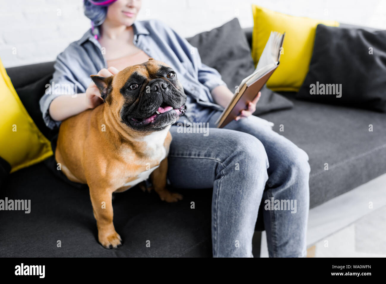 selective focus of cute bulldog sitting on sofa with girl reading book ...