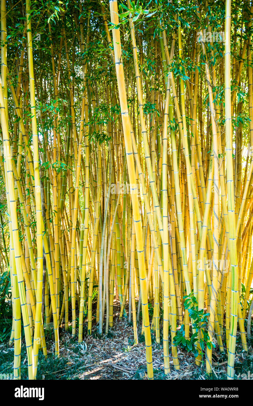 Bamboo sprouts forest. bamboo plant Stock Photo - Alamy