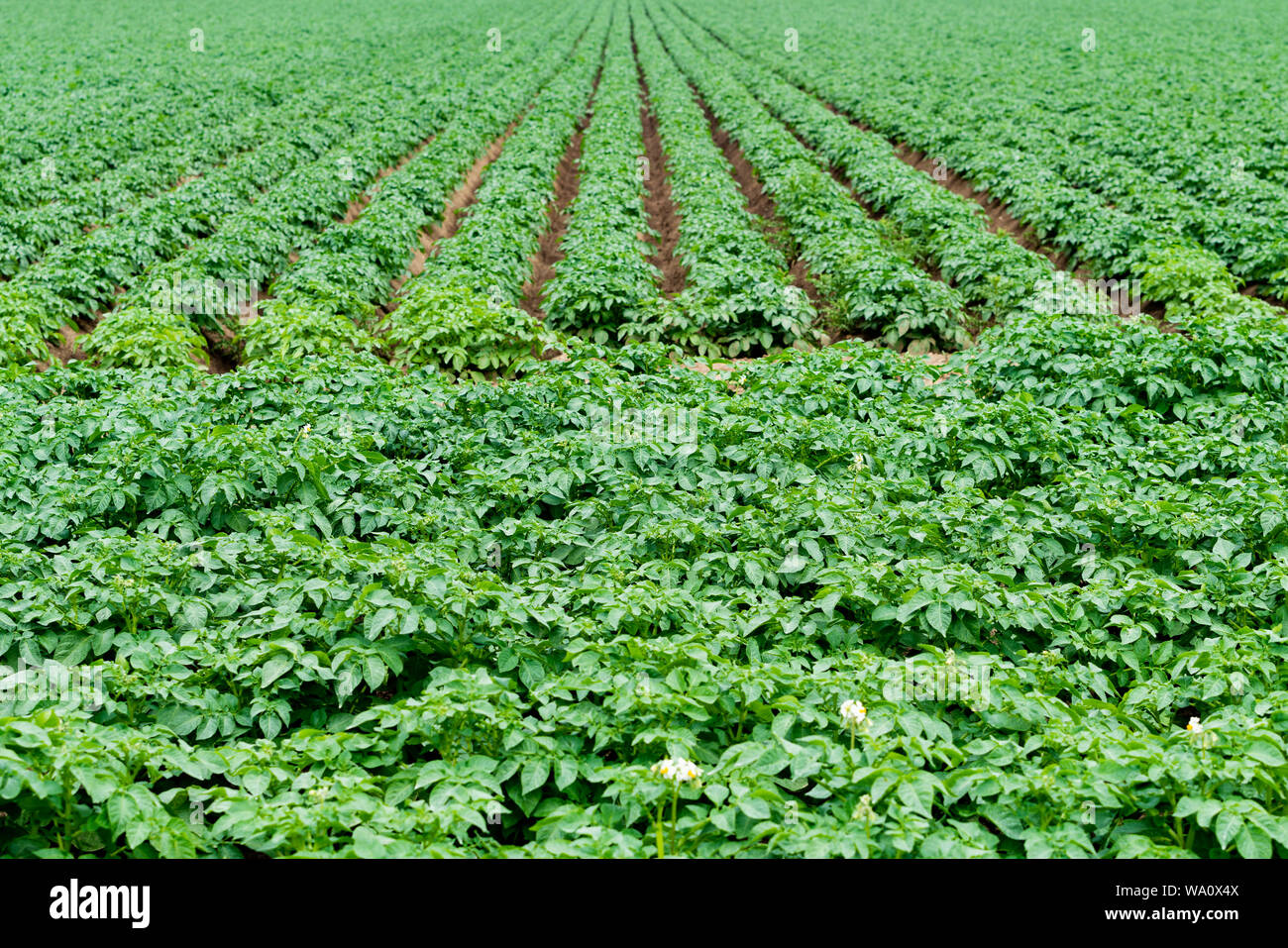 Potato field with green shoots of potatoes Stock Photo - Alamy