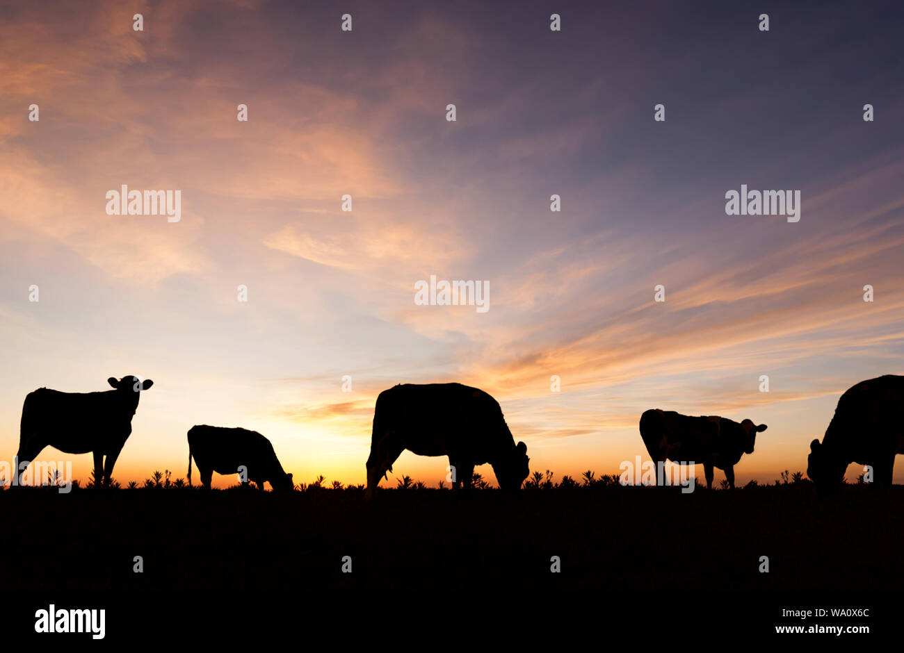 Silhouetted cattle grazing in a field at sunset Stock Photo - Alamy