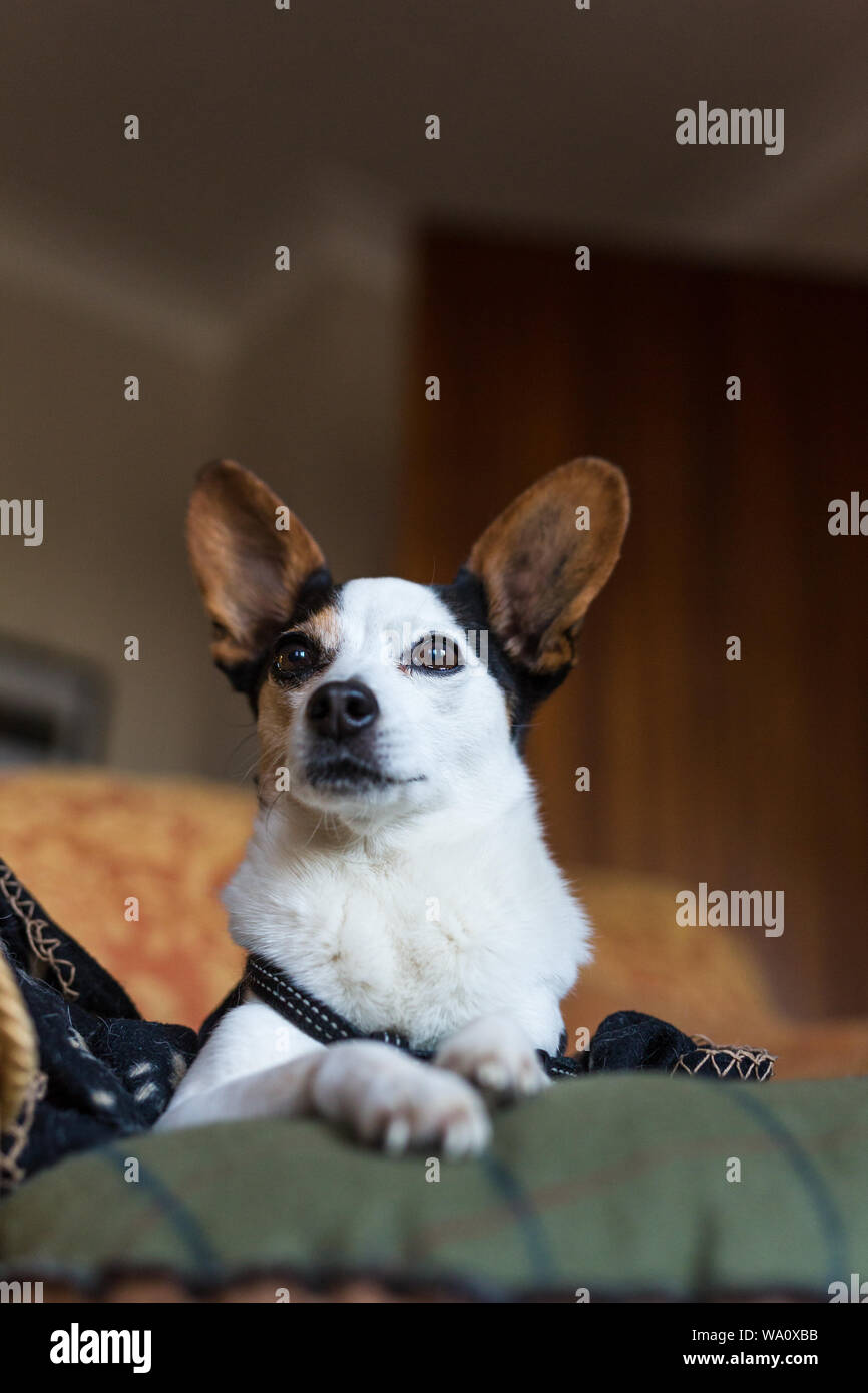 Papillon Jack Russell Cross High Resolution Stock Photography and ...