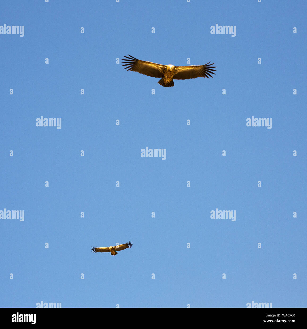 Protection vultures hi-res stock photography and images - Alamy