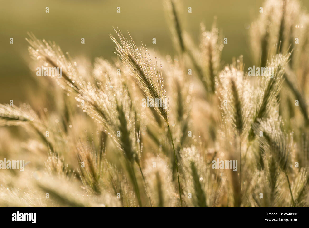 Foxtail Bristle Grass High Resolution Stock Photography and Images - Alamy
