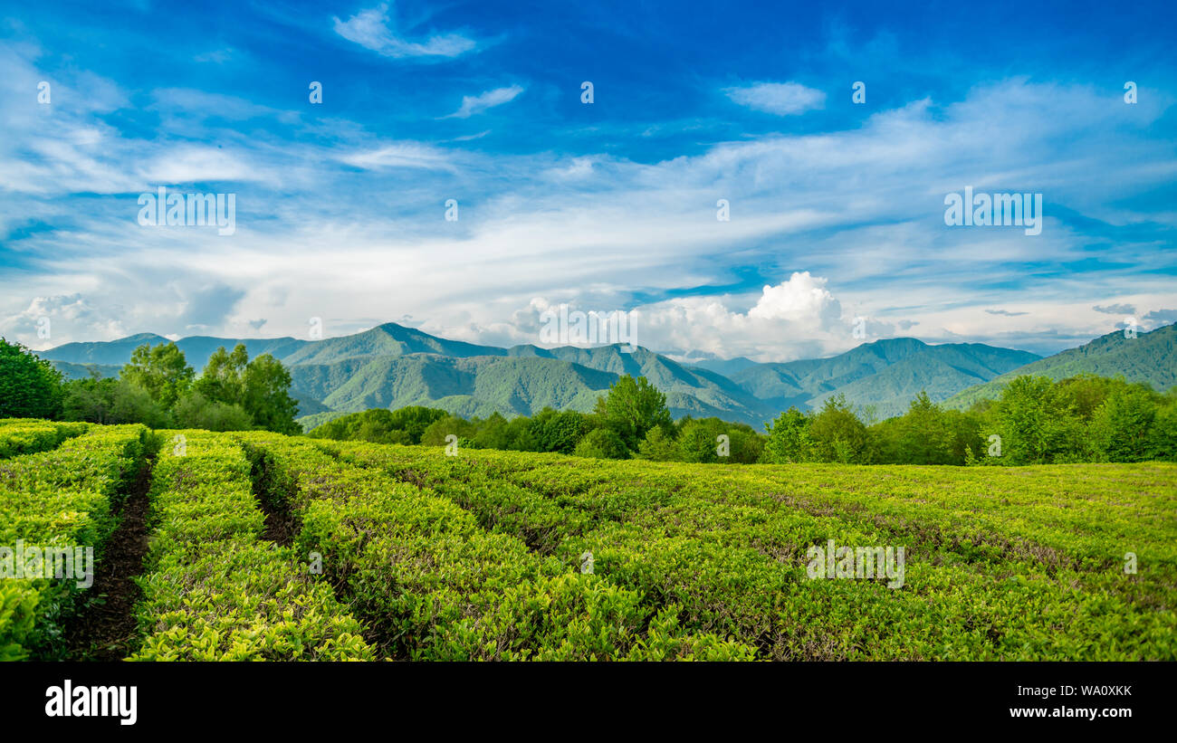 Amazing landscape view of tea plantation Stock Photo - Alamy
