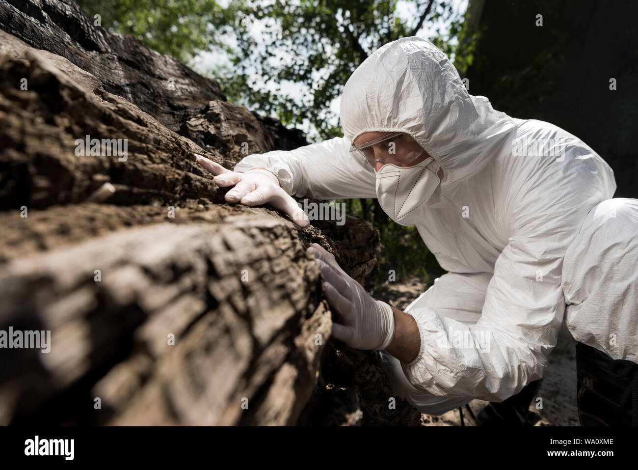 ecologist in respirator, goggles and latex gloves touching tree bark ...