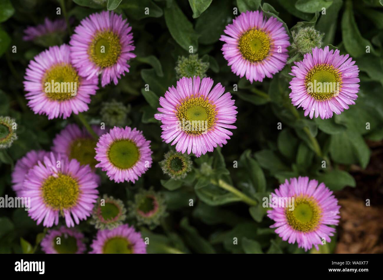 Alpine Aster, Aster Alpinus, a herbaceous, perennial flowering plant or ...