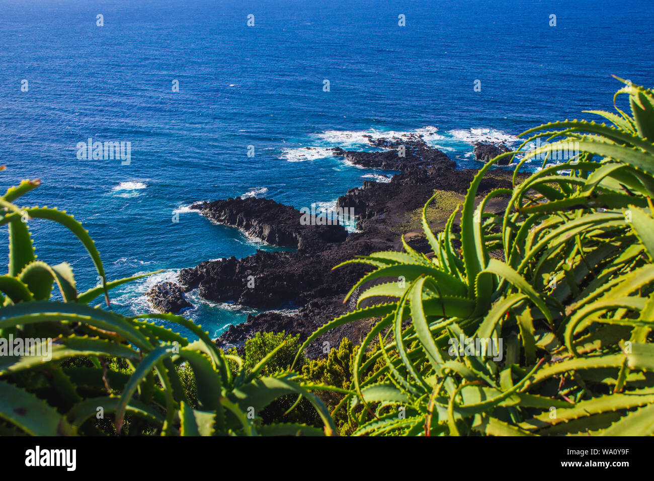 aloe vera plants are growing on top of cliffs next to the ocean, Sao ...