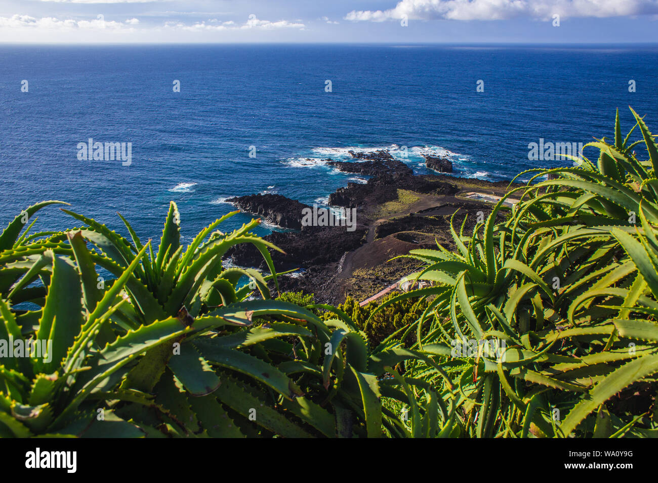 aloe vera plants are growing on top of cliffs next to the ocean, Sao ...
