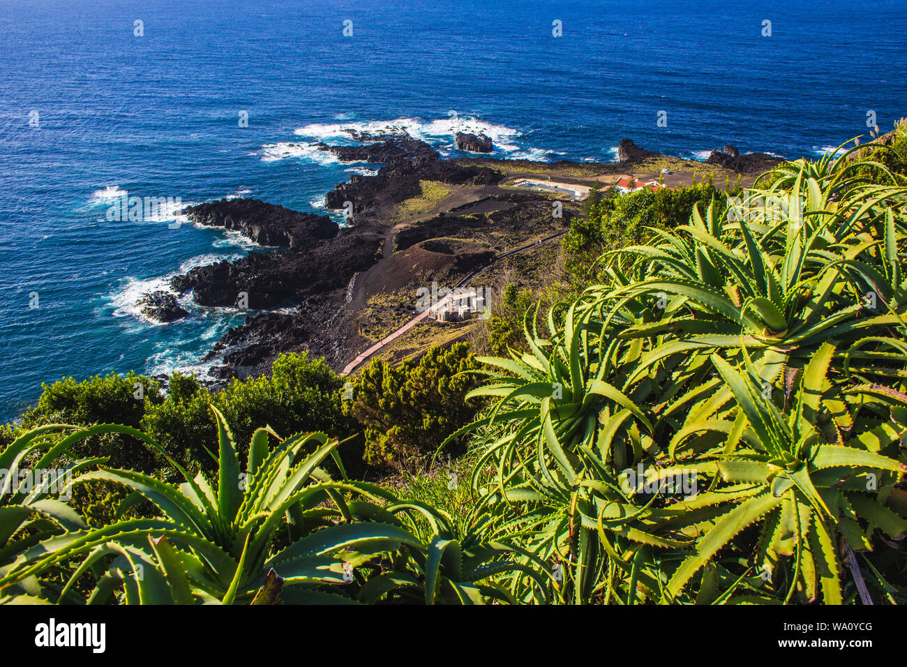 aloe vera plants are growing on top of cliffs next to the ocean, Sao ...
