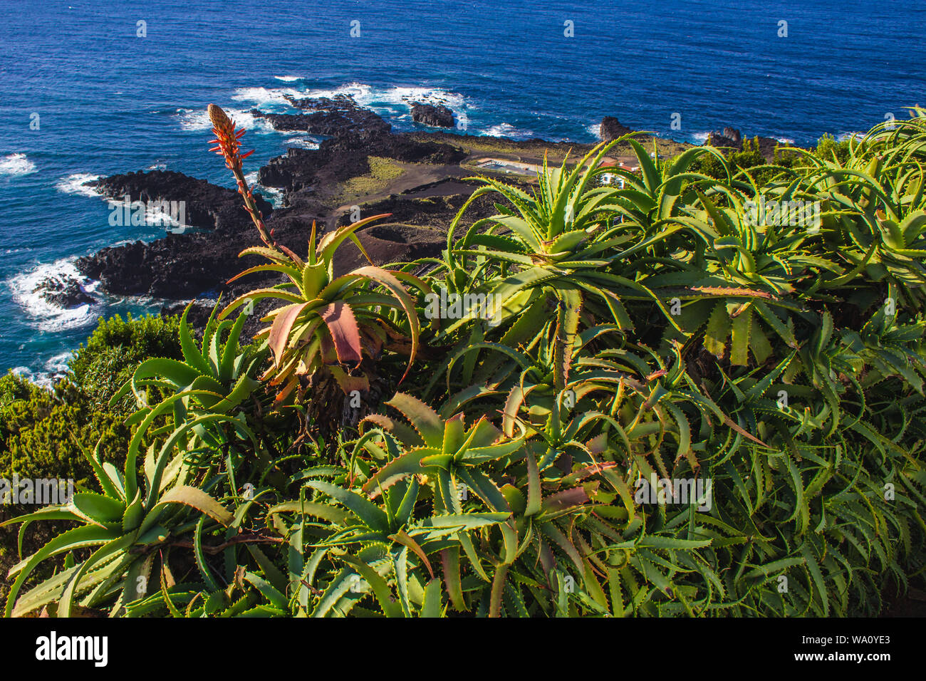 aloe vera plants are growing on top of cliffs next to the ocean, Sao ...