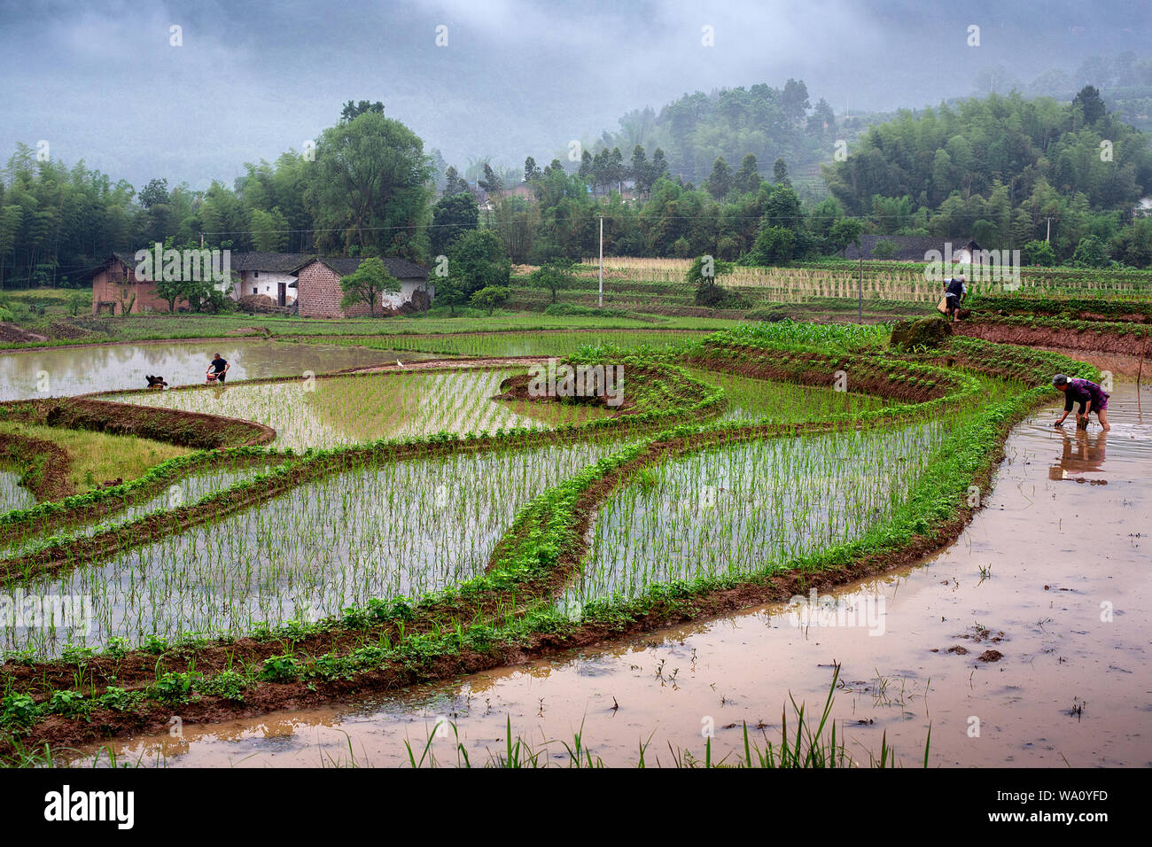 Chongqing mountain spring scene Stock Photo - Alamy