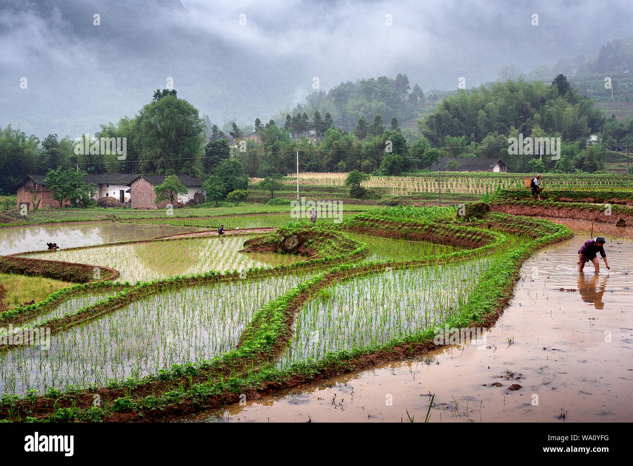Chongqing mountain spring scene Stock Photo - Alamy