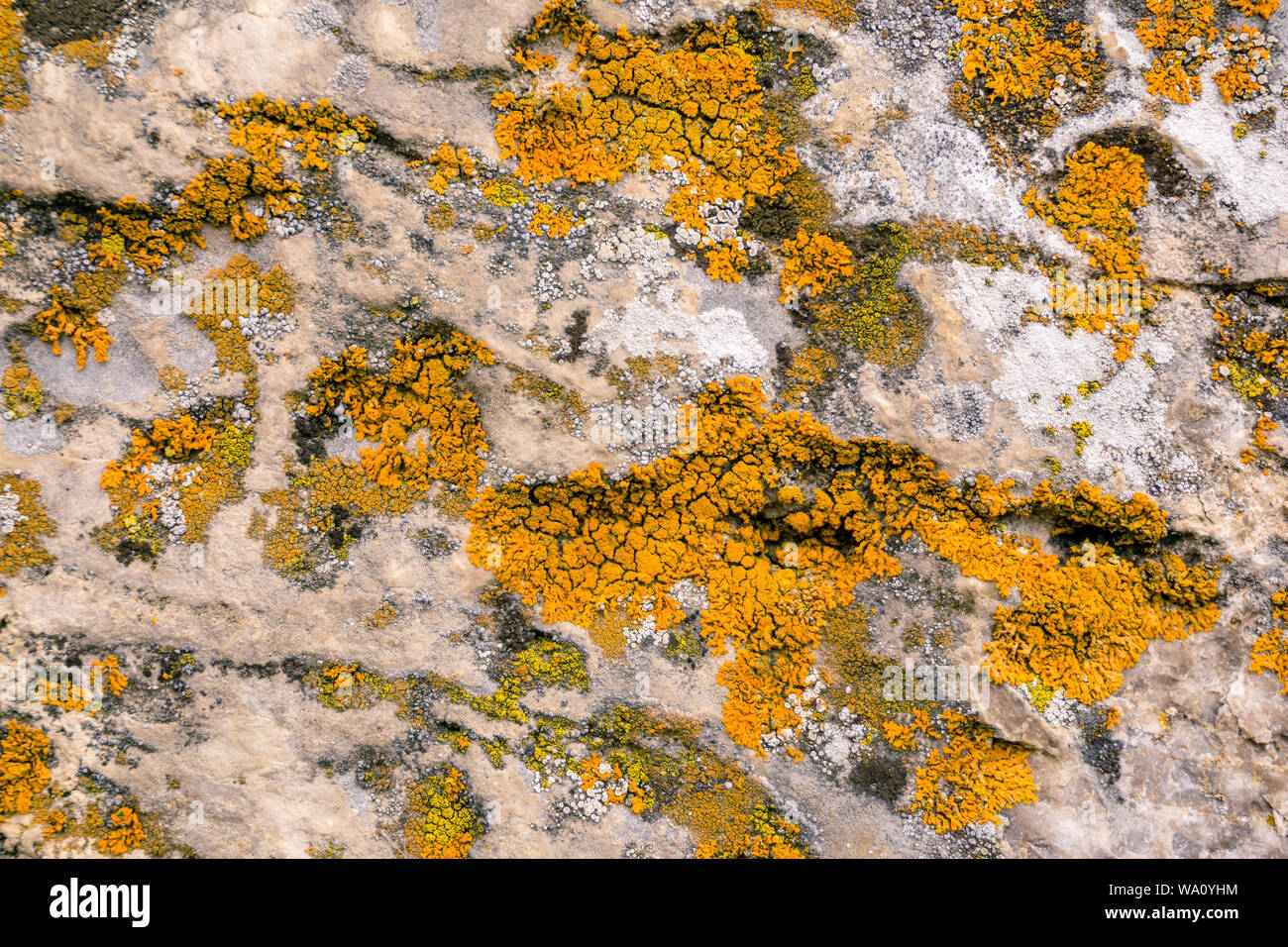 background, texture - multi-colored lichen covering the surface of the ...