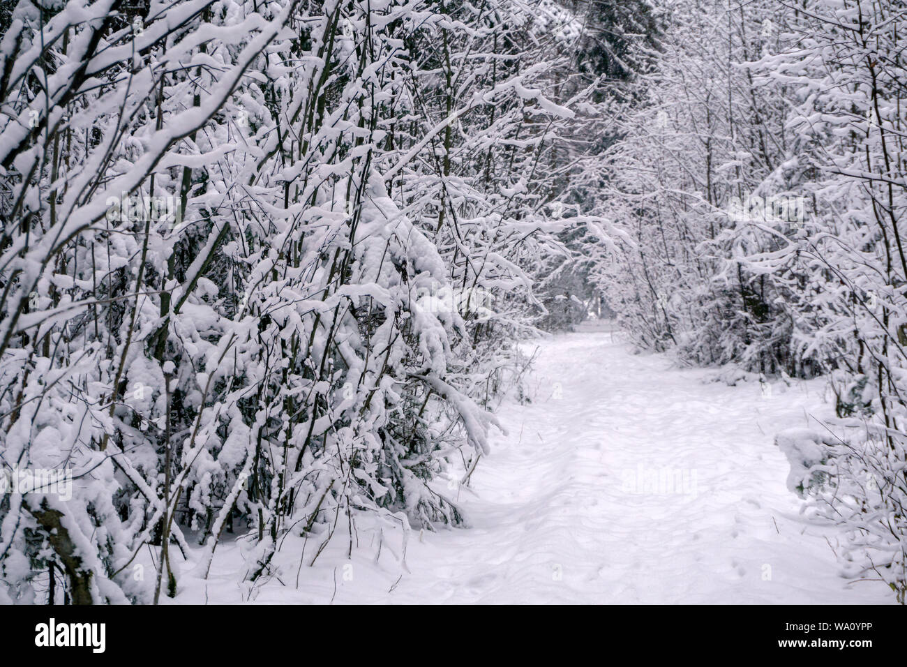 background, landscape - winter forest thicket after snowfall Stock ...