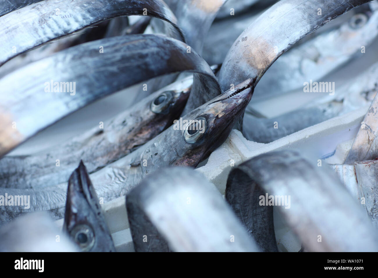 Morning catch of fish in boxes on the market counter Stock Photo - Alamy