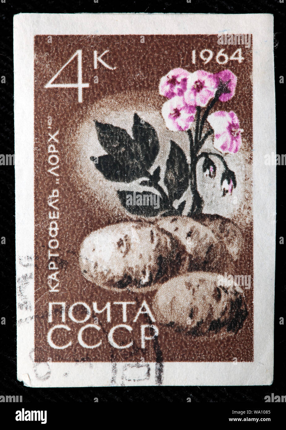 Potato, postage stamp, Russia, USSR, 1964 Stock Photo - Alamy