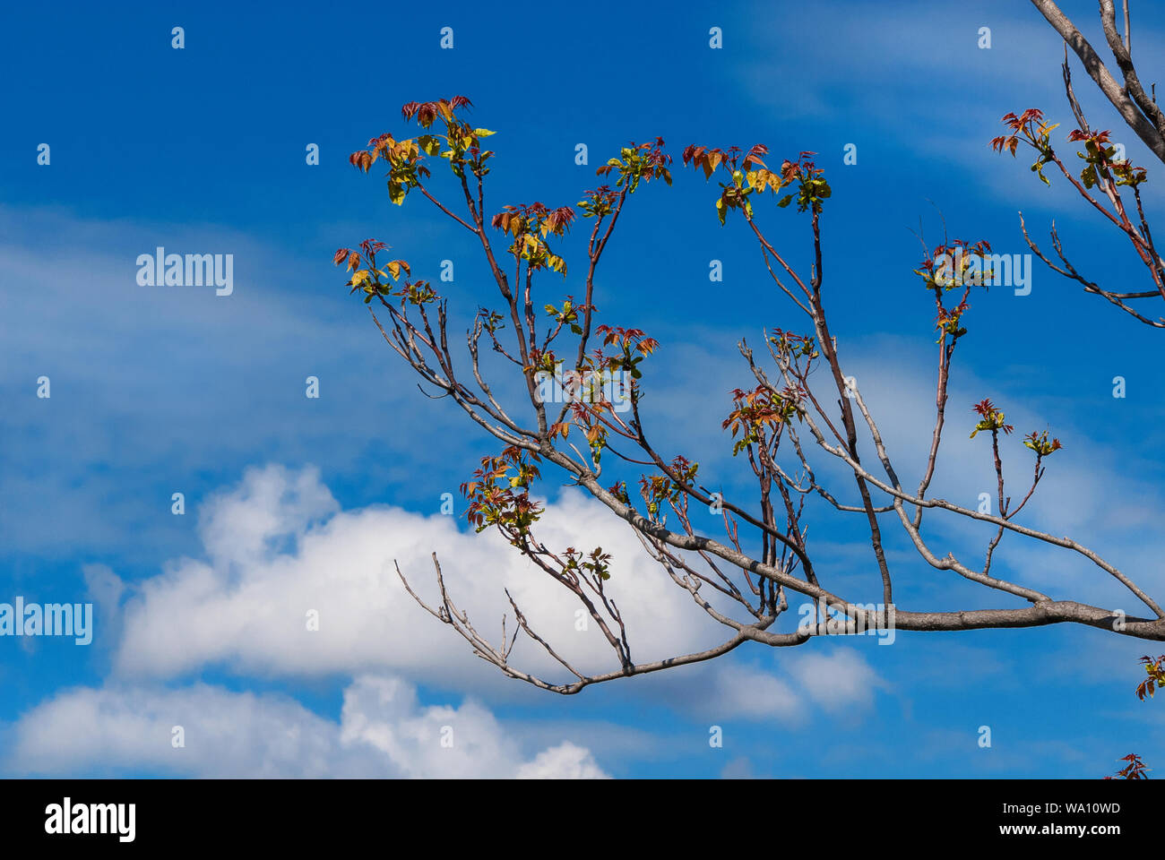 Ailanthus spring sprouts against blue sky with clouds. A very invasive ...