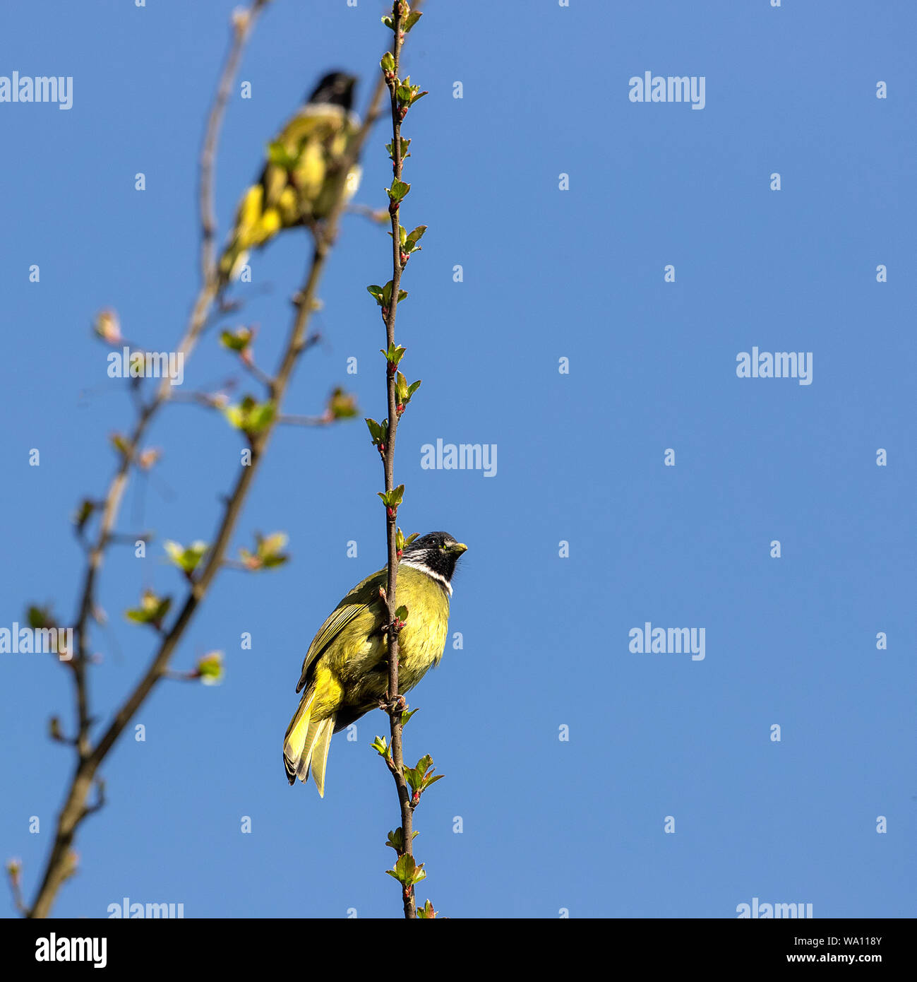 Goldfinch images hi-res stock photography and images - Alamy
