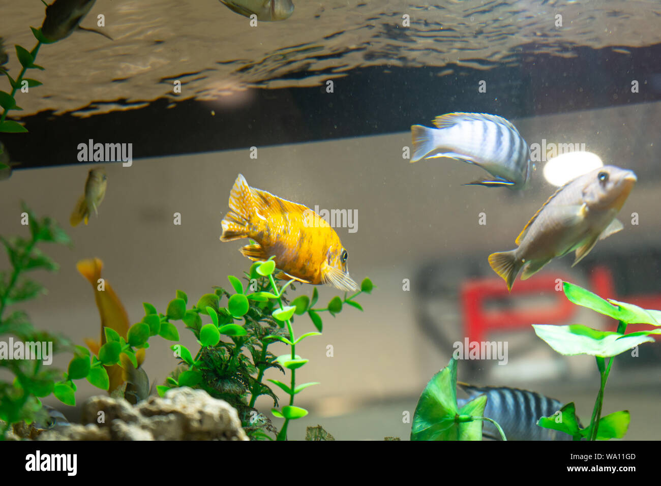 Fish in the aquarium. Tropical fish with corals and algae in the water. Beautiful background of ...