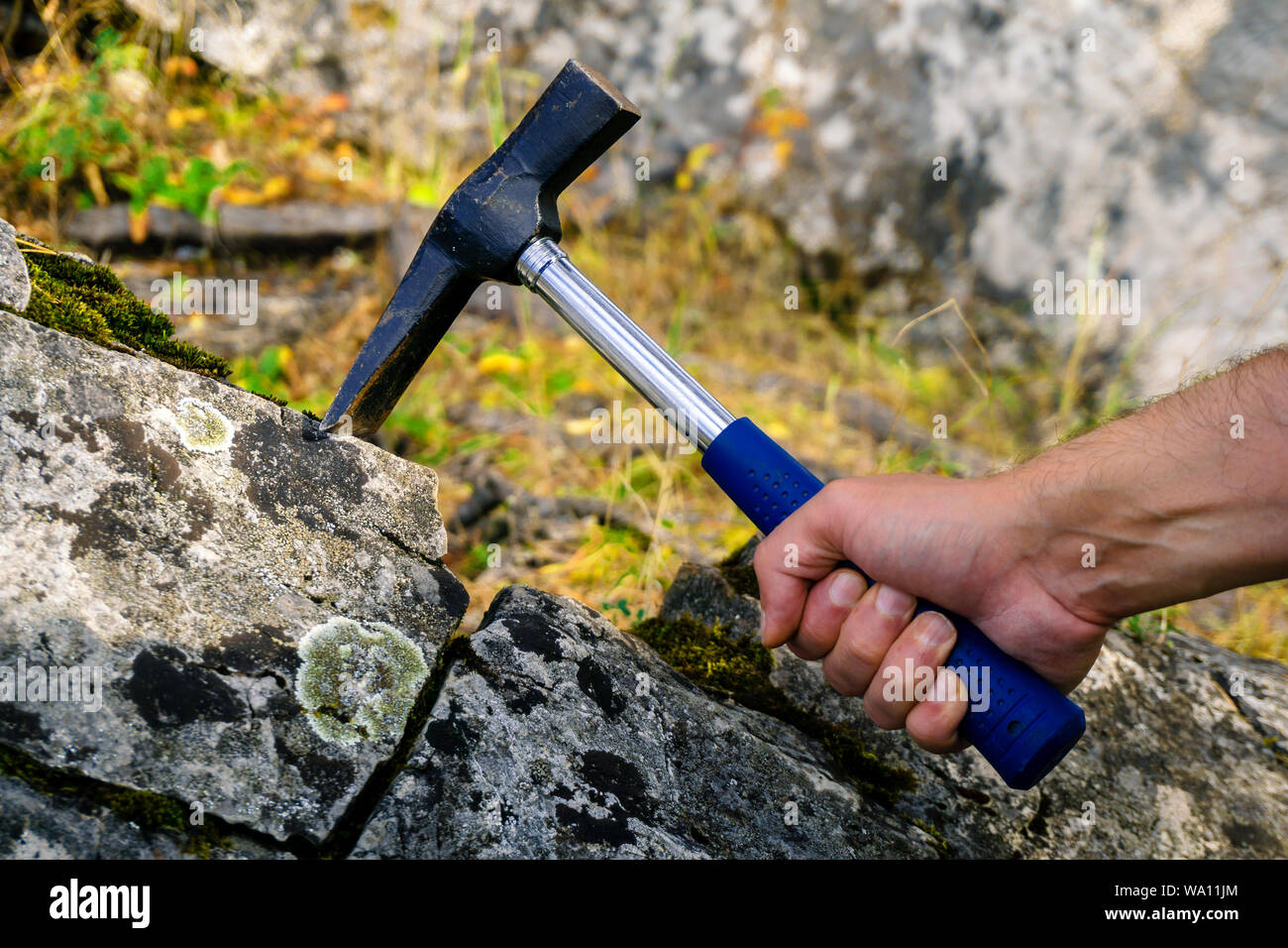 geologist's hand strikes a limestone mossy rock with a geological ...