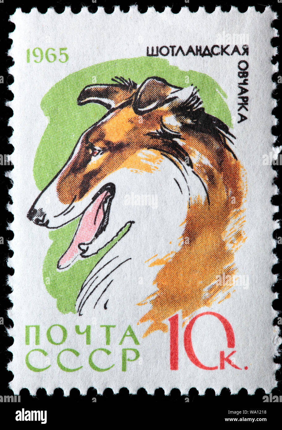 Rough Collie dog, postage stamp, Russia, USSR, 1965 Stock Photo - Alamy