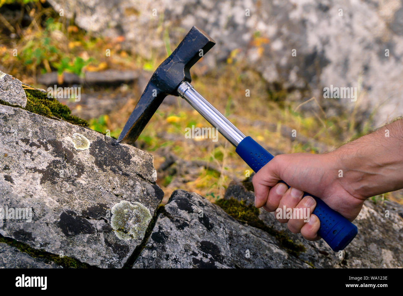 geologist's hand strikes a limestone mossy rock with a geological ...