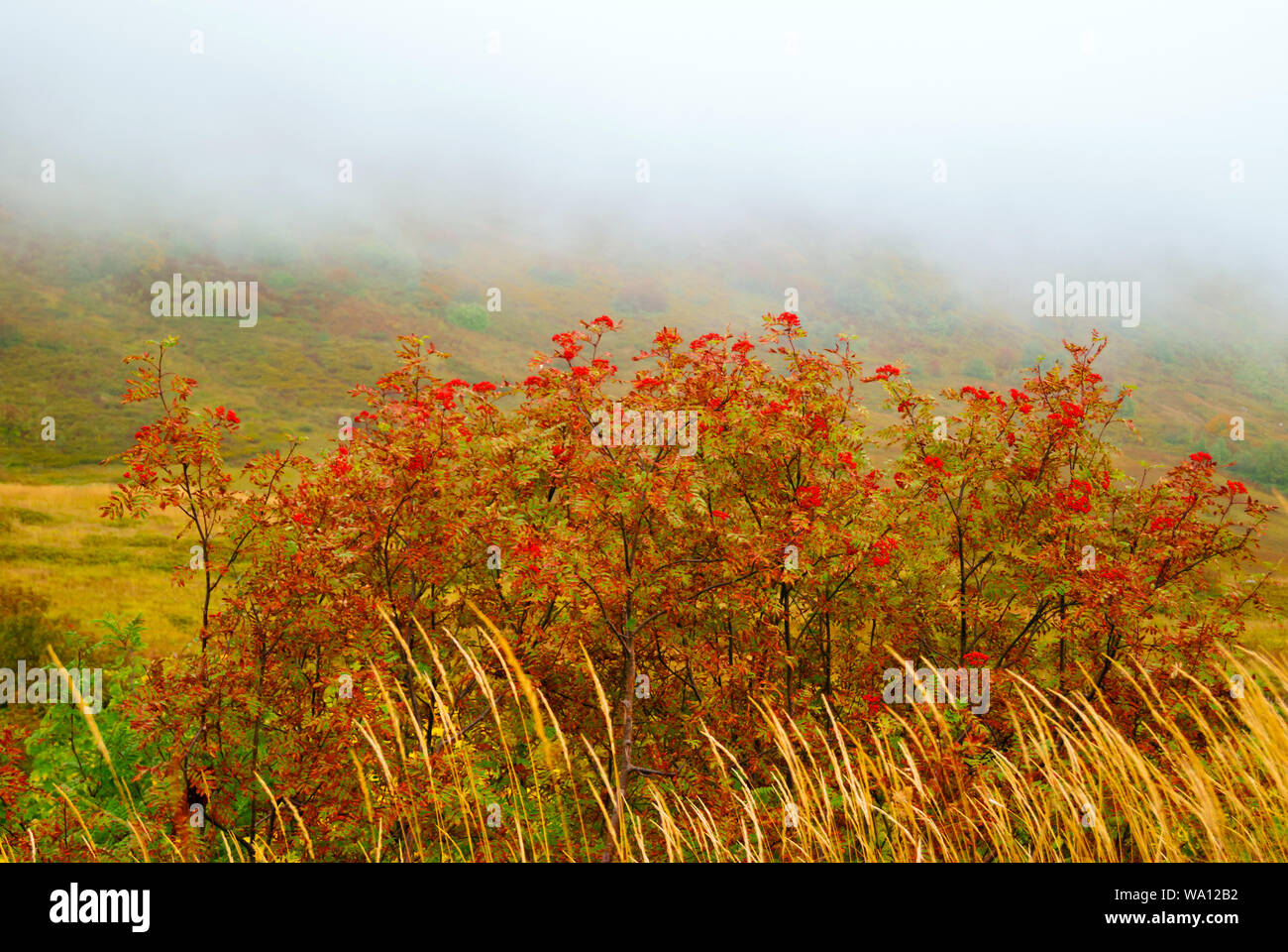 Alpine low vegetation hi-res stock photography and images - Alamy