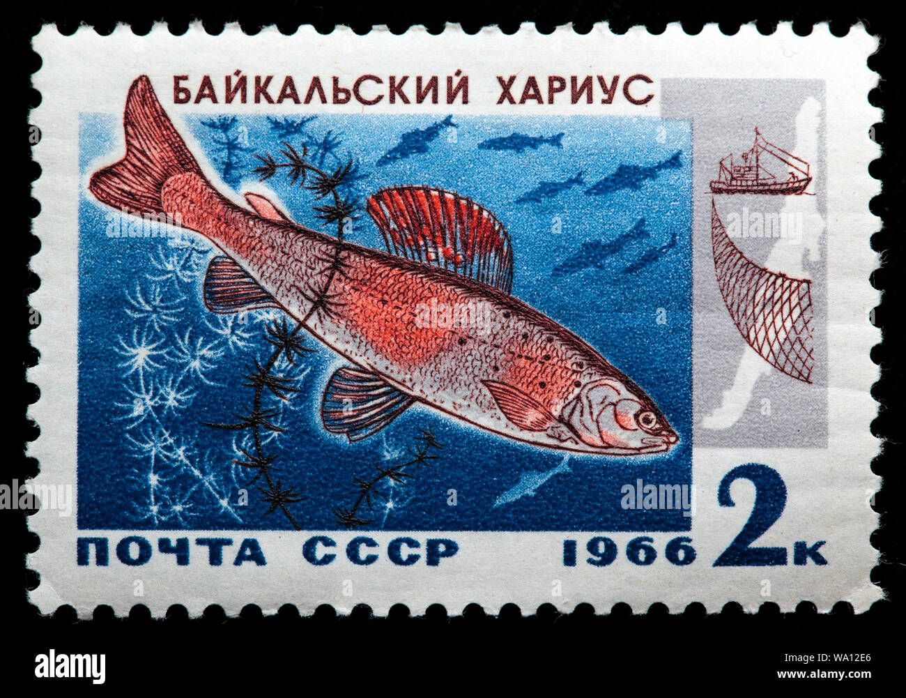 Thymallus baicalensis hi-res stock photography and images - Alamy