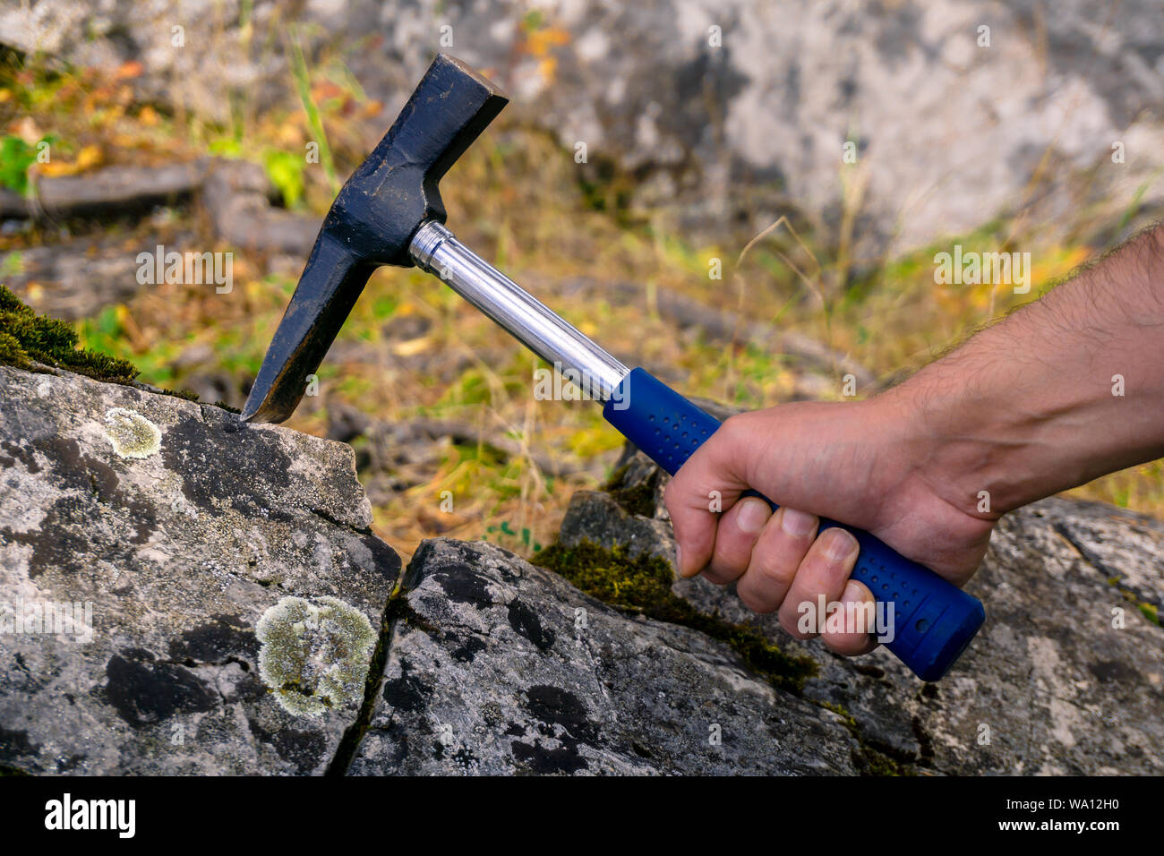 hands of a geologist splitting a mineralogical sample with a geological ...